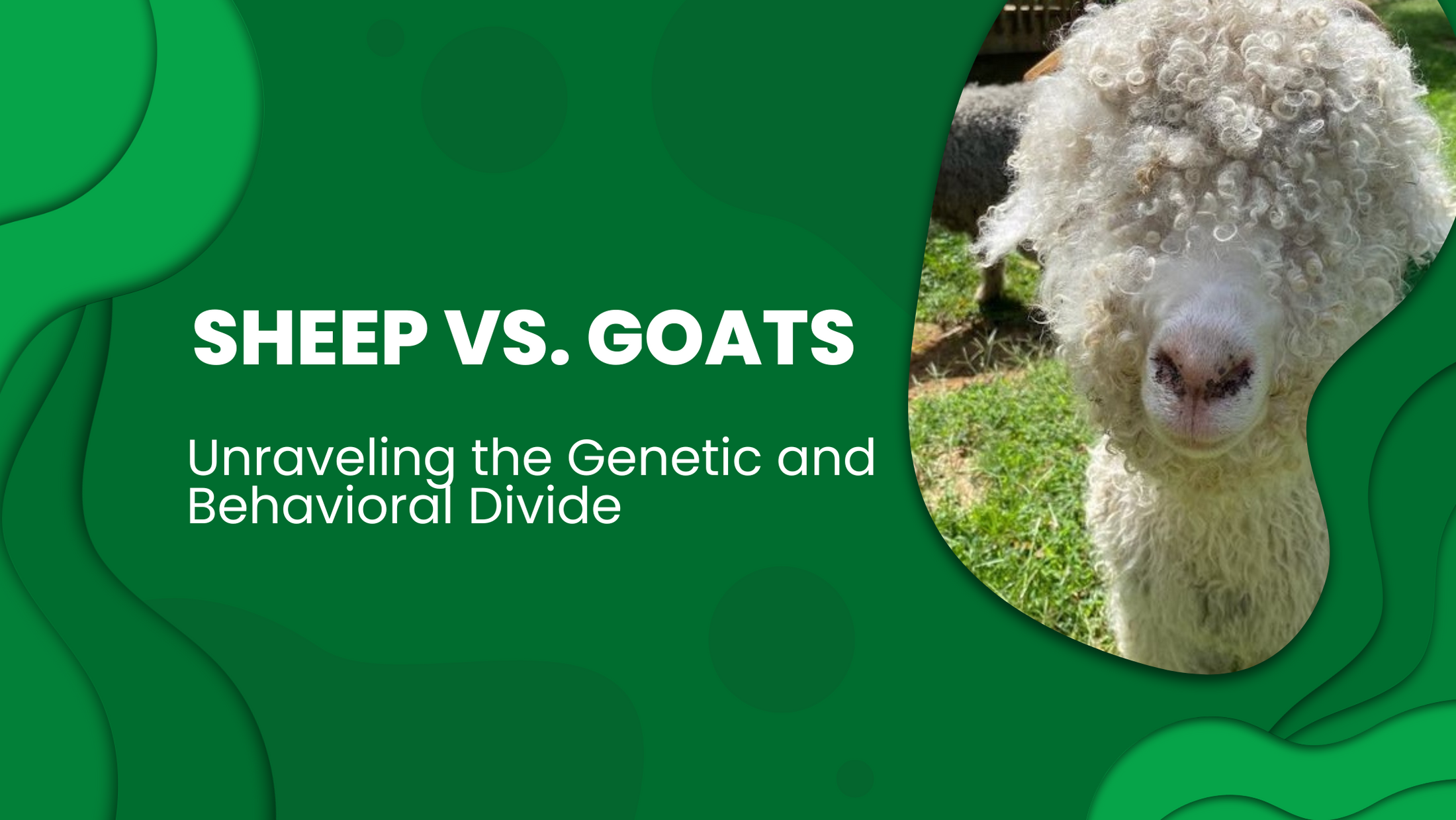 Sheep vs. Goats: Unraveling the Genetic and Behavioral Divide – Green Goat Ranch